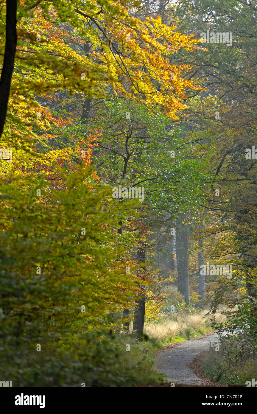 Temperate forest europe hi-res stock photography and images - Alamy