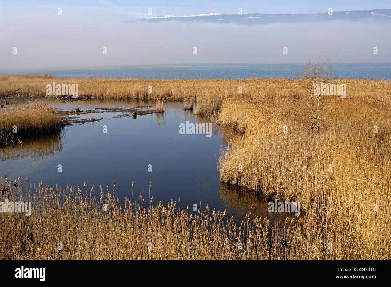 Reed beds hi-res stock photography and images - Alamy