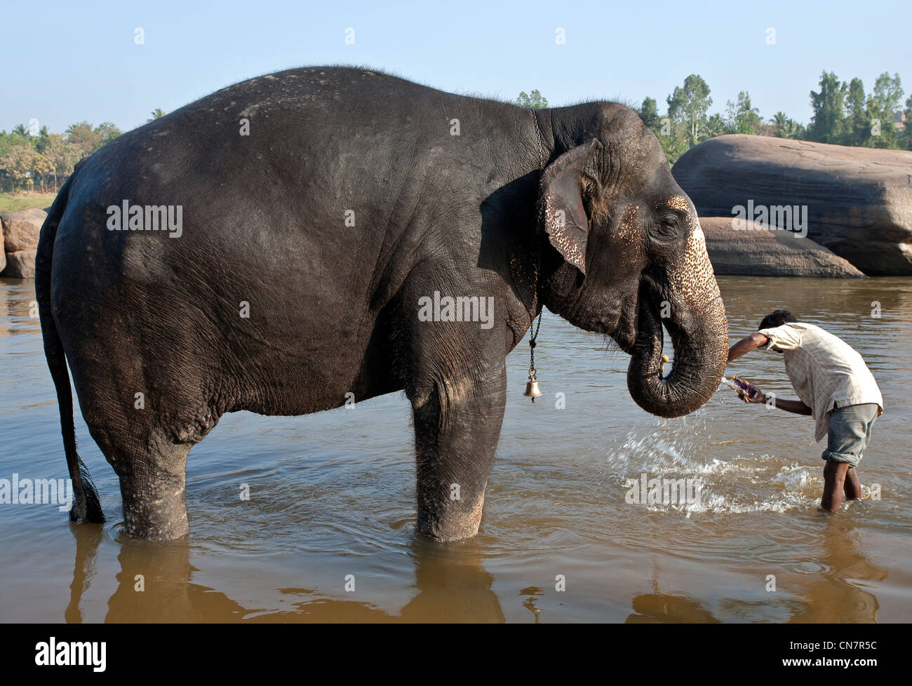 Mahout (elephant trainer) washing an elephant. Tungabhadra river. Hampi ...