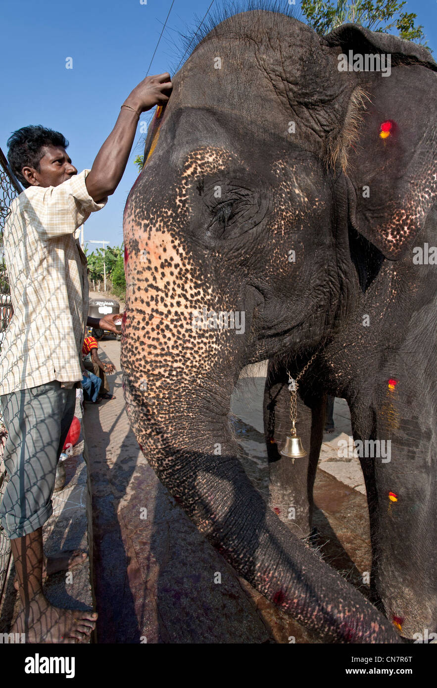 Mahout (elephant trainer) decorating his elephant for a ceremony. Hampi ...