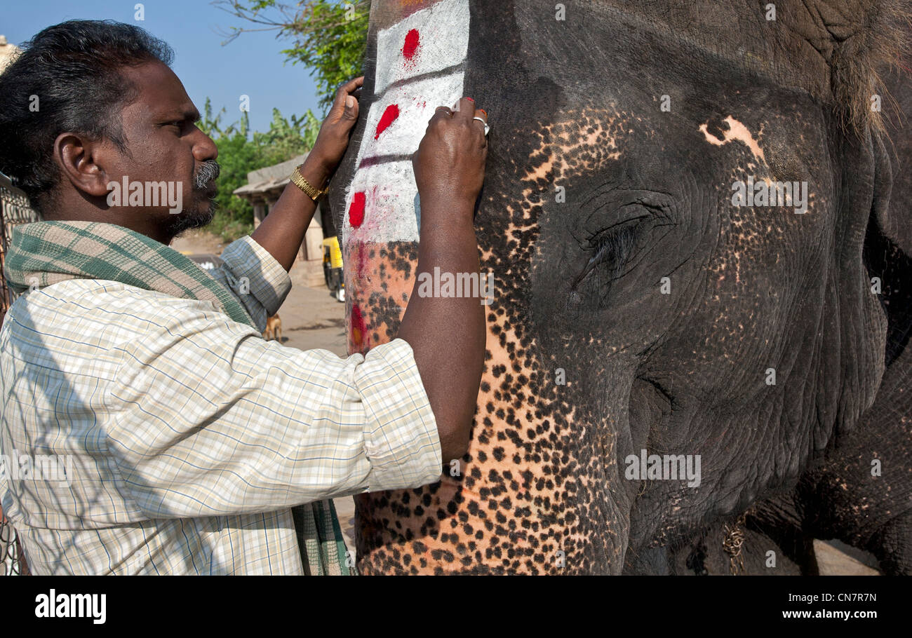 Mahout (elephant trainer) decorating his elephant for a ceremony. Hampi ...