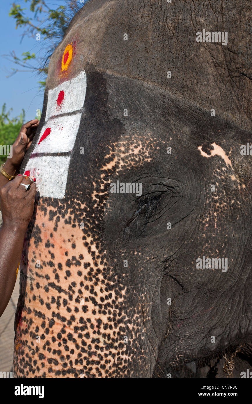 Mahout (elephant trainer) decorating his elephant for a ceremony. Hampi ...