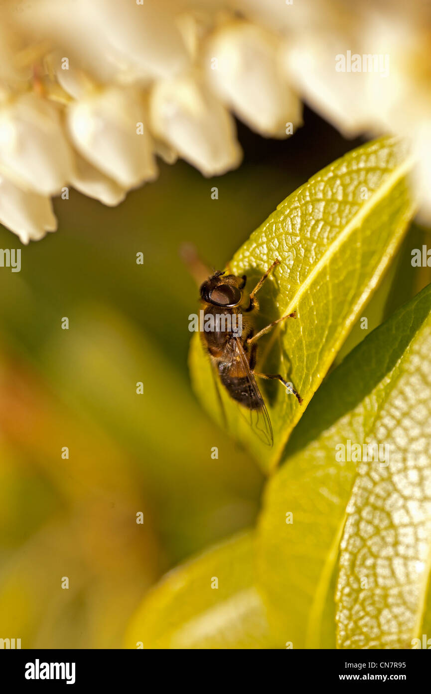 Bee wasp fly insect Amlwch Anglesey North Wales Uk Stock Photo - Alamy