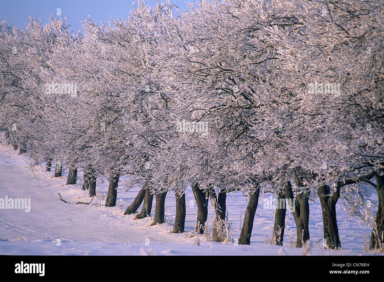 France, Doubs, frost on fruit trees Stock Photo - Alamy