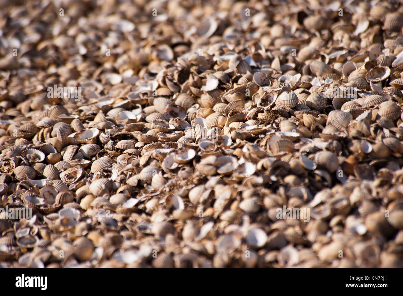 Cockle shells Anglesey North Wales Uk Stock Photo - Alamy