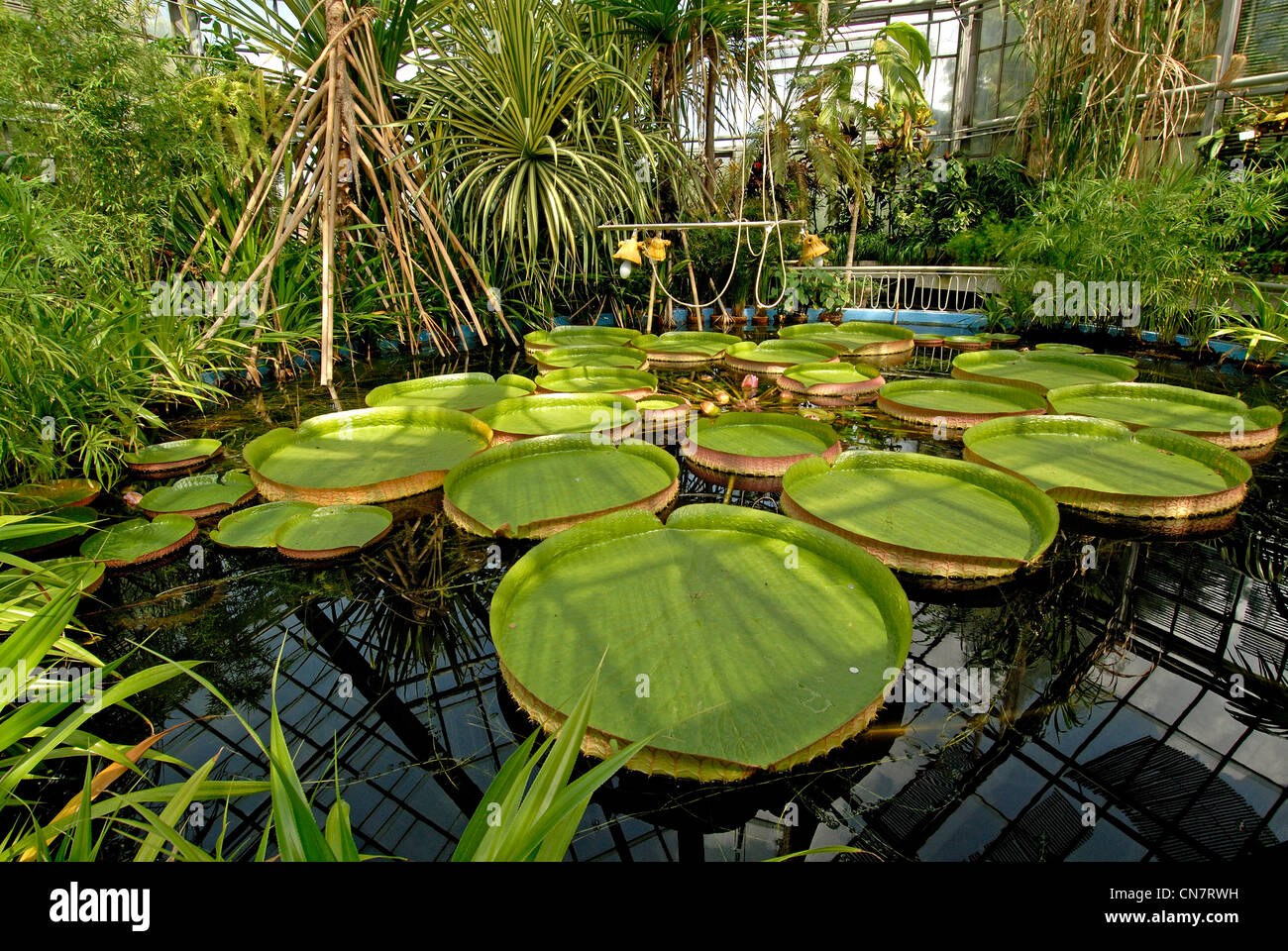 Romania, Transylvania, Cluj Napoca, tropical greenhouse of the ...