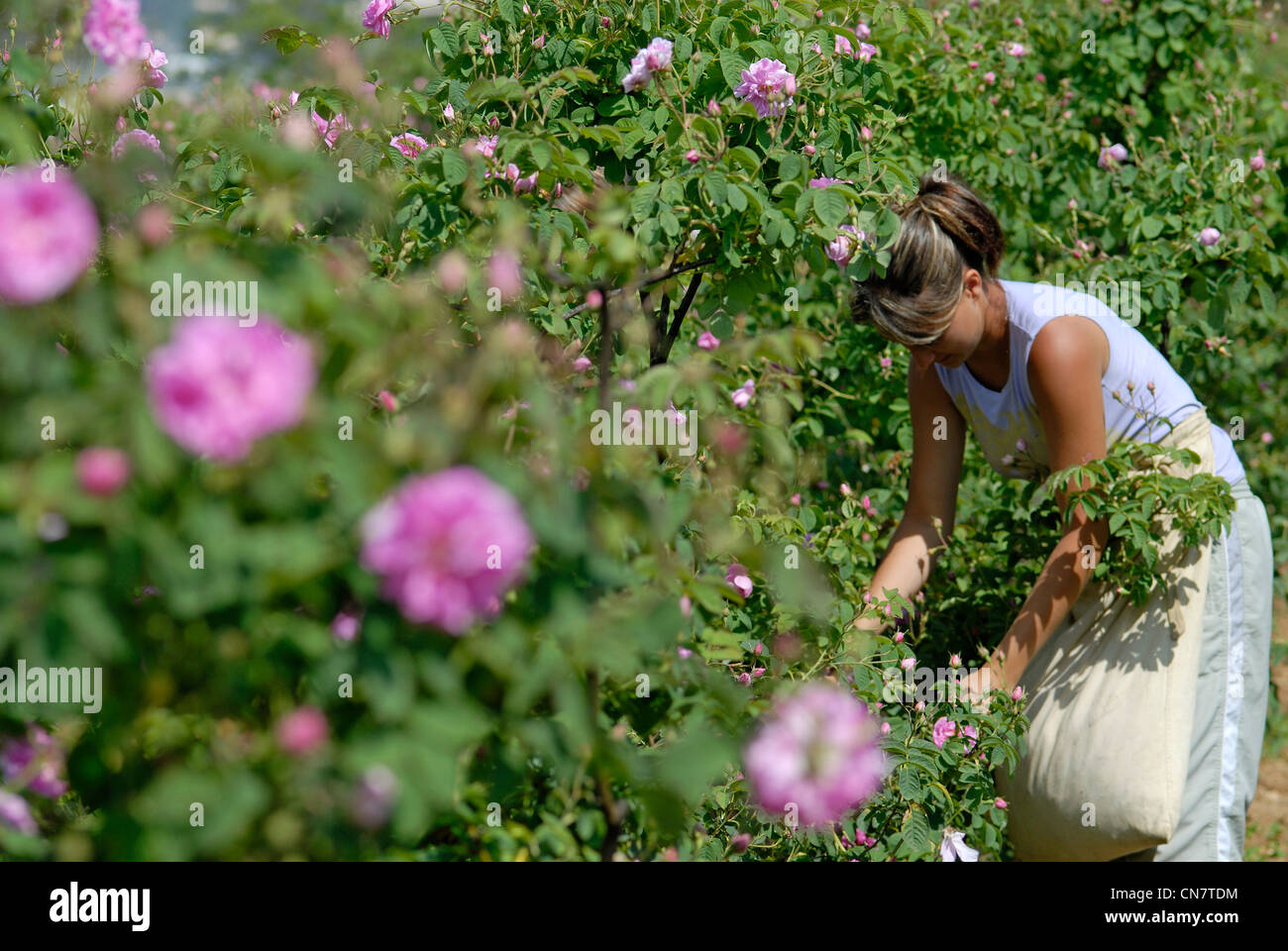France, Alpes Maritimes, Grasse, field, picking flowers for perfumery ...