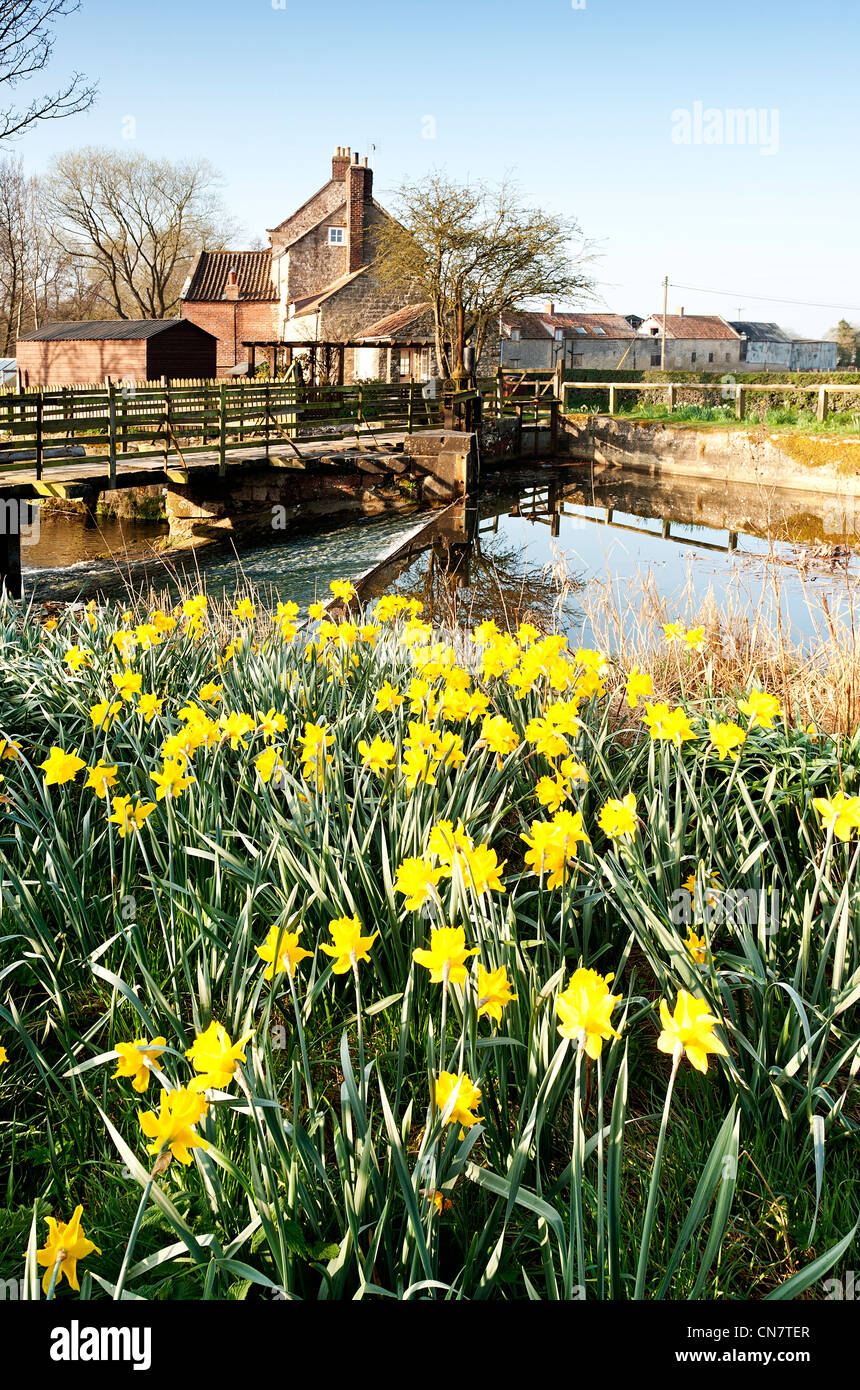 Yorkshire daffodils hi-res stock photography and images - Alamy