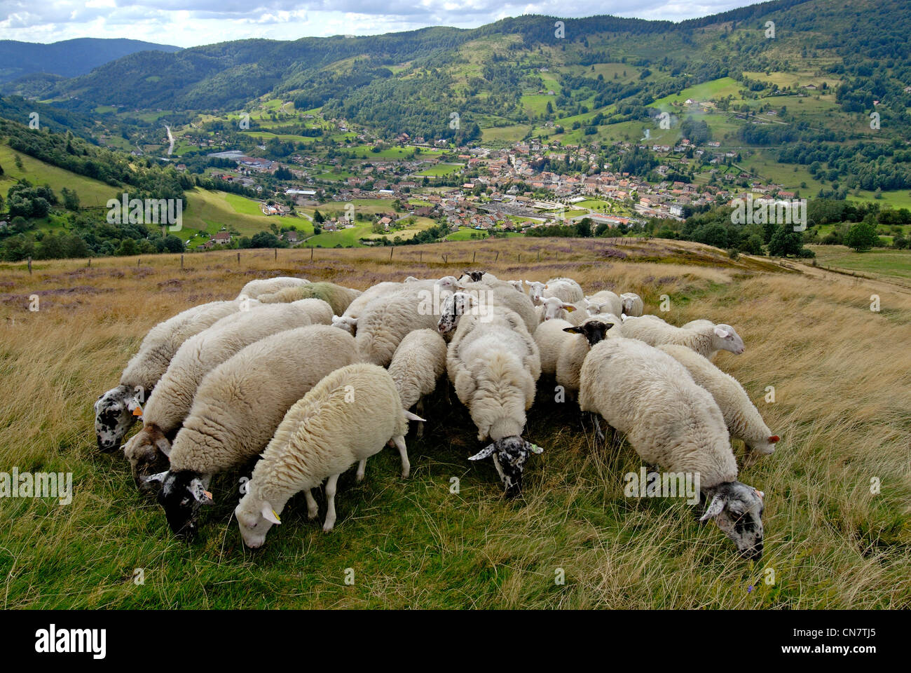 France, Vosges, Upper Moselle valley, above Bussang, sheep, flock of ...