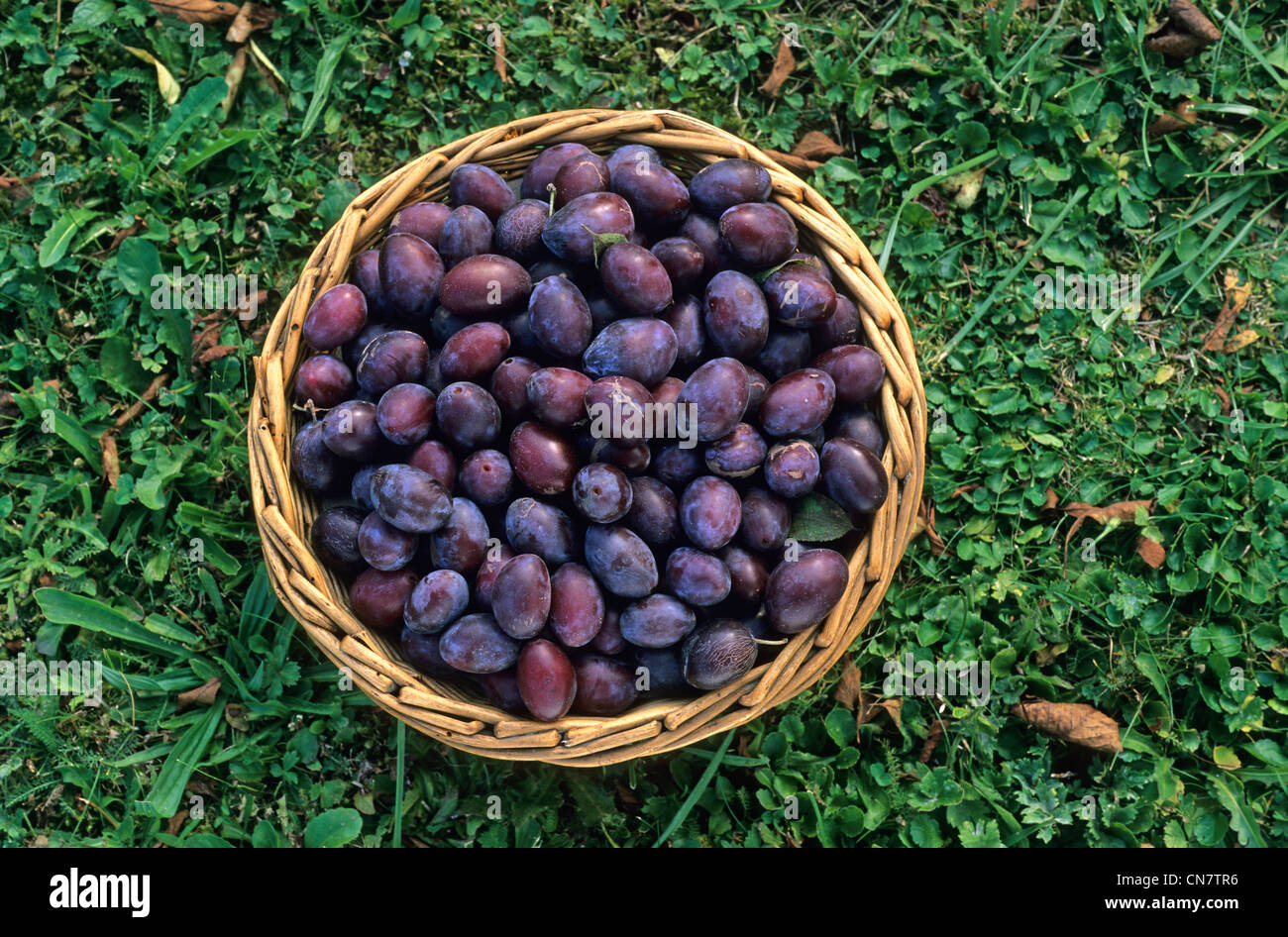 France, Haut Rhin, orchard, plum (Prunus domestica), variety of ...