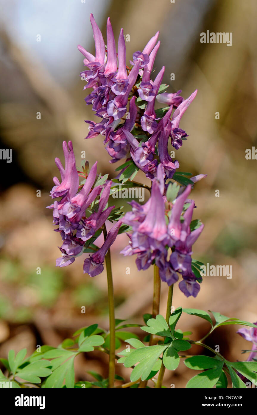France, Haute Saone, Saulnot, hardwood forests, Fumariaceae, Corydalis ...