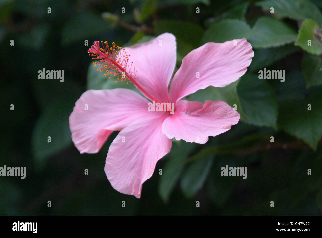 Cape Verde, Santo Antao island, flower of pink hibiscus of China (rosa ...