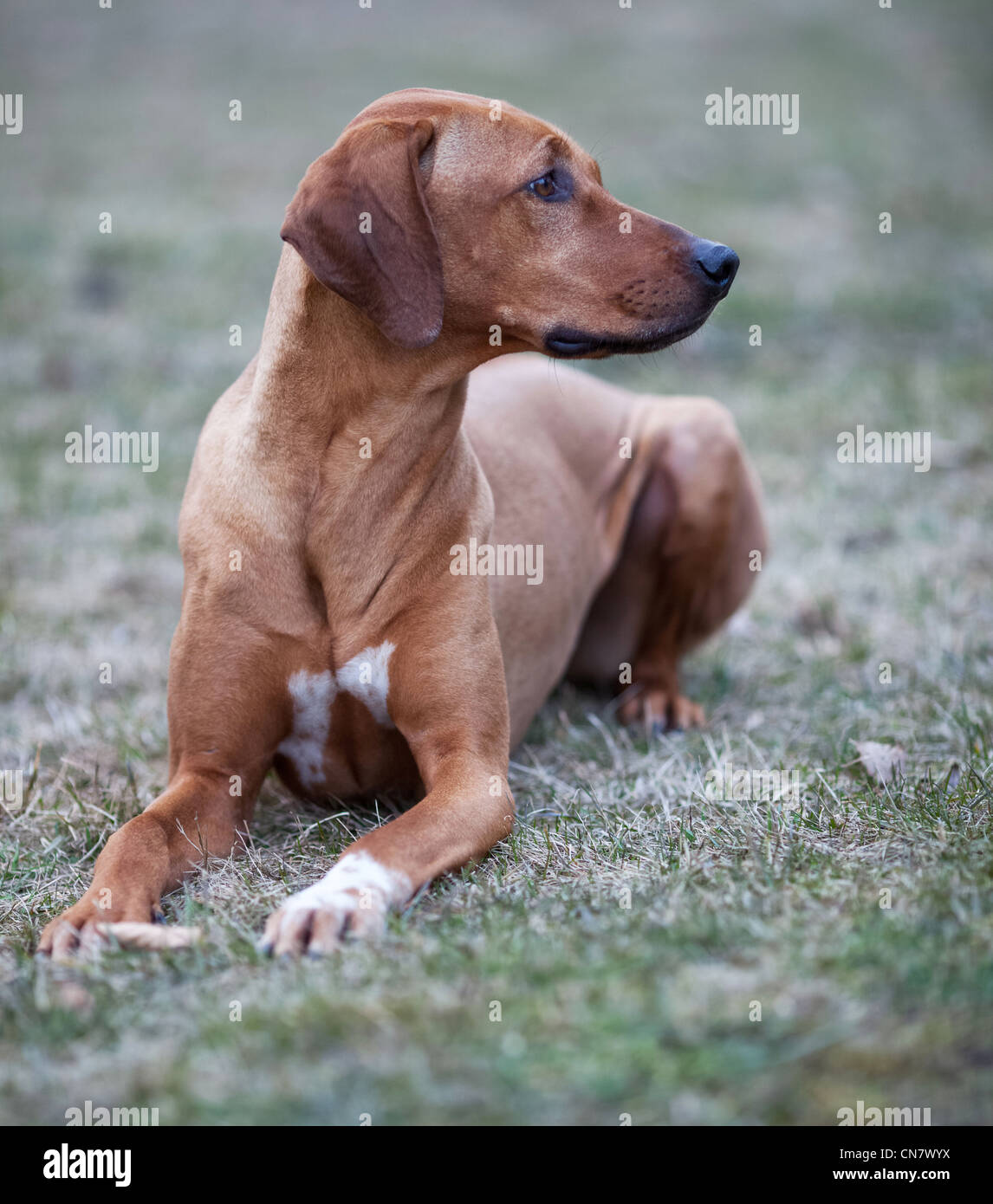 South african ridgeback hi-res stock photography and images - Alamy