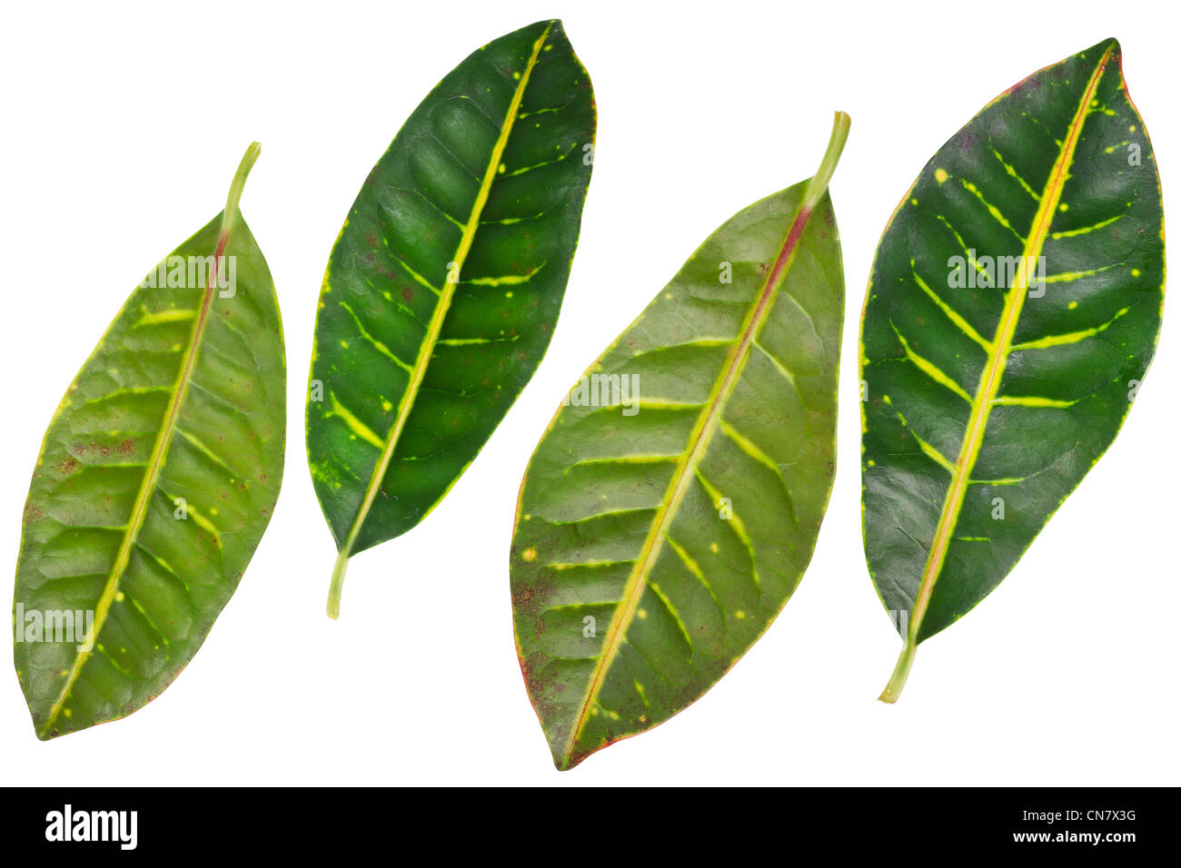 Plants bottom and top hi-res stock photography and images - Alamy