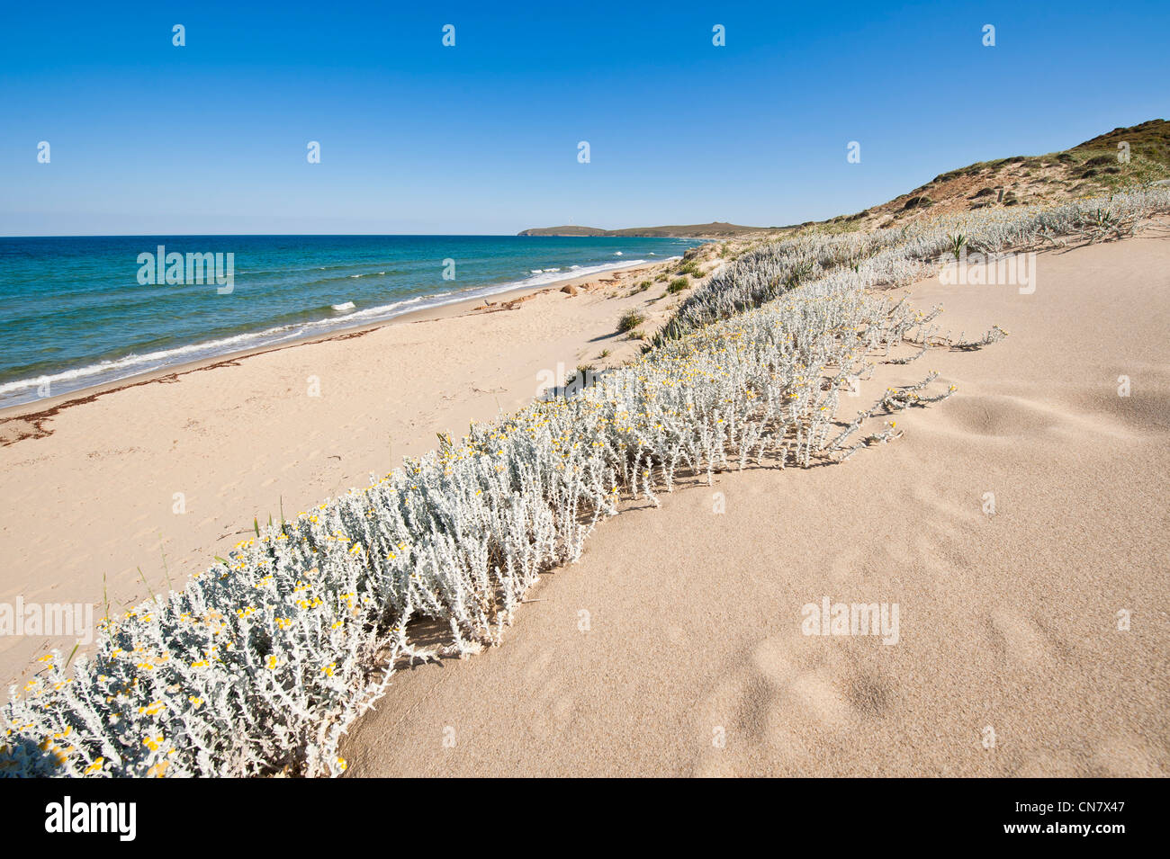 Greece, Lemnos Island, the beach of Paralia Kaminia and its sand dunes ...