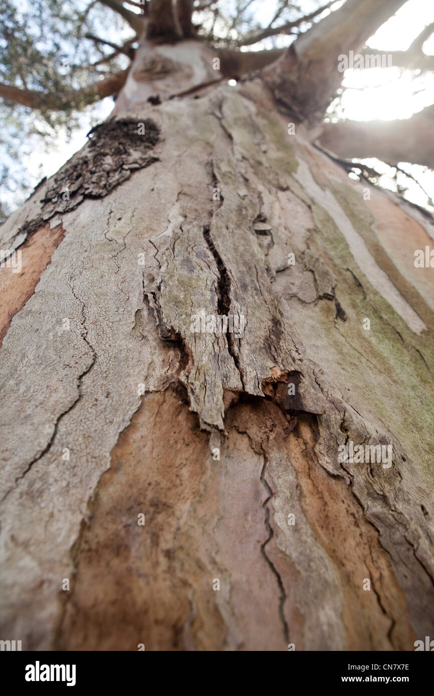 tree, trunk, bark, nature, botany, plant life, strength, height ...