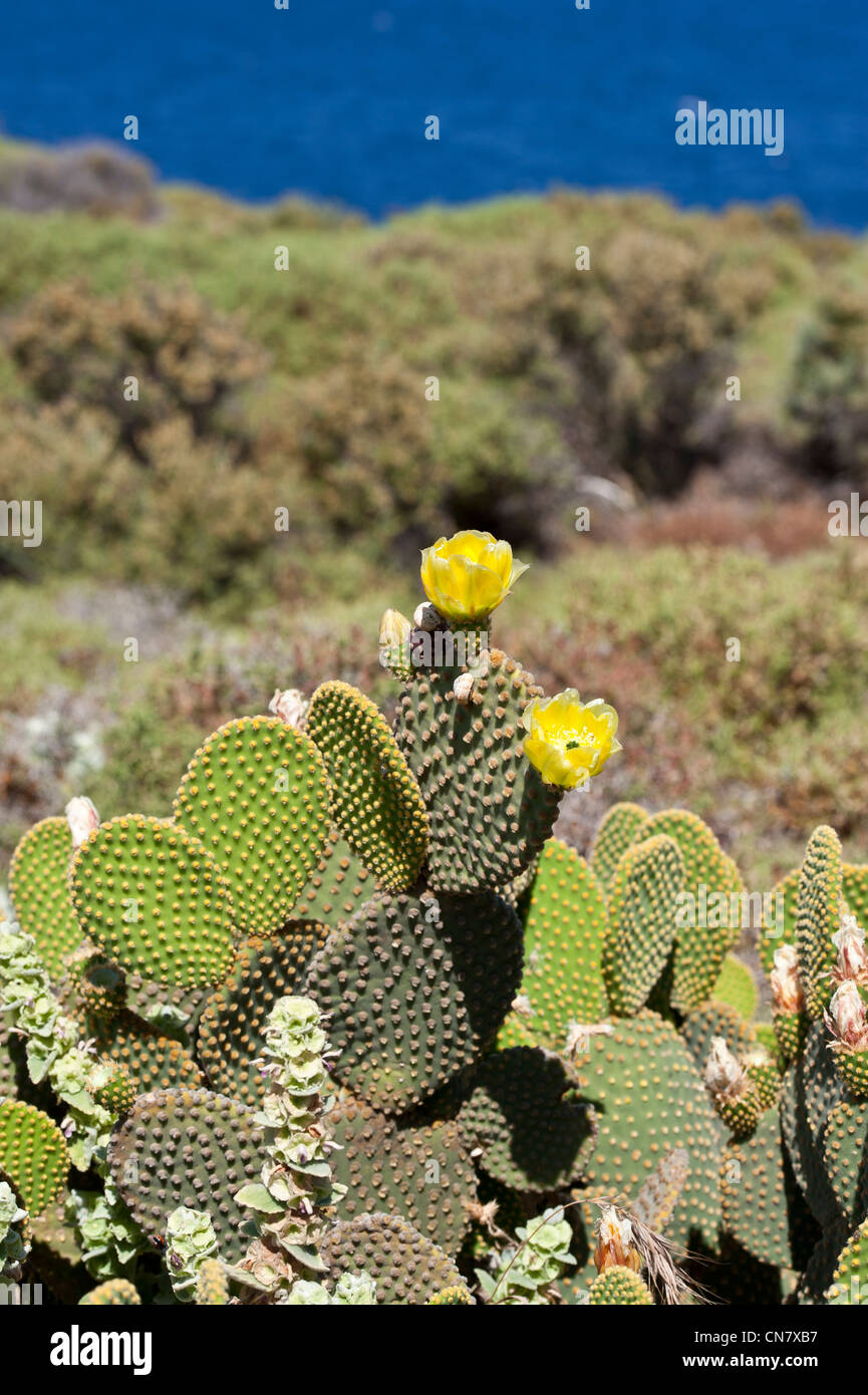 Cactus greece hi-res stock photography and images - Alamy