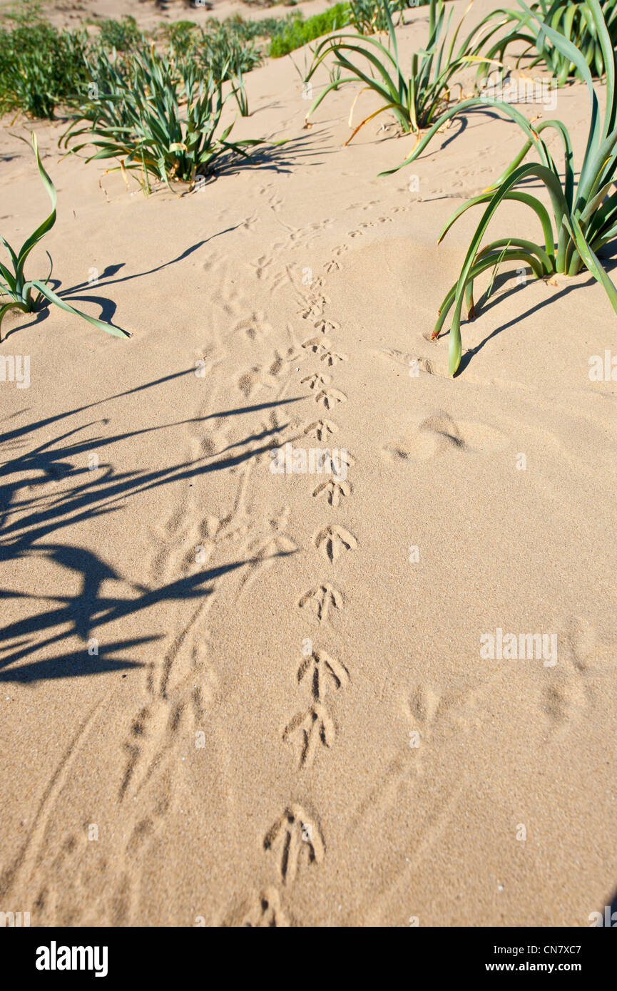 Greece, Lemnos Island, Gomati beach Stock Photo - Alamy