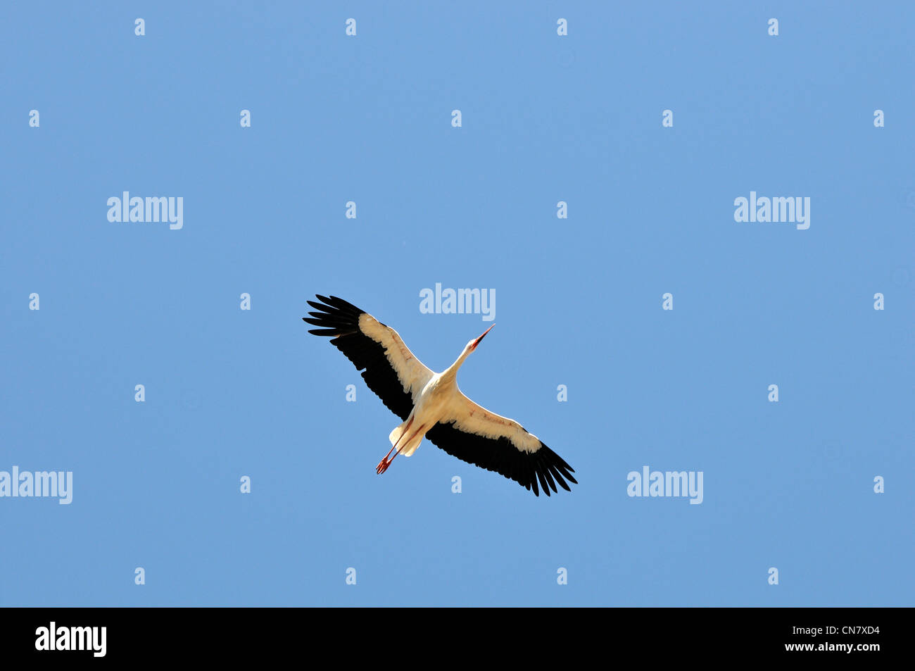 White stork in flight ciconia ciconia france hi-res stock photography ...