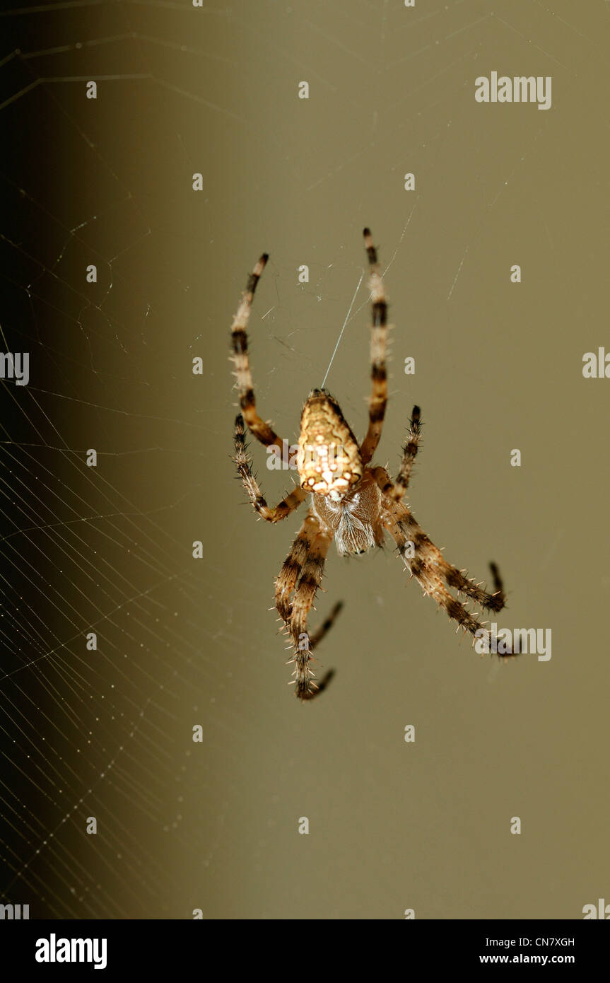 Epeira diadema hi-res stock photography and images - Alamy
