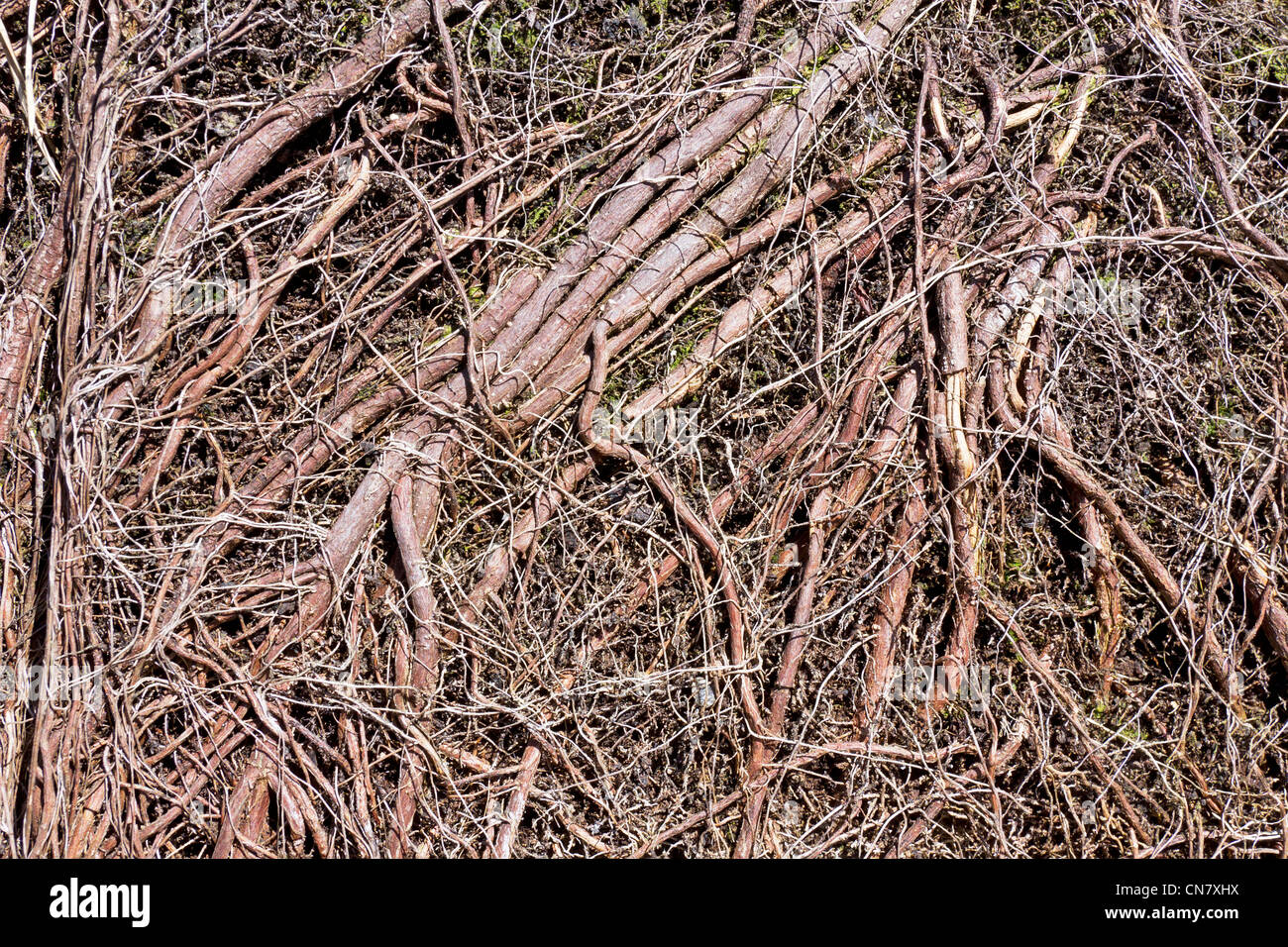 Chaos from red long roots of various trees background texture. Sunny ...