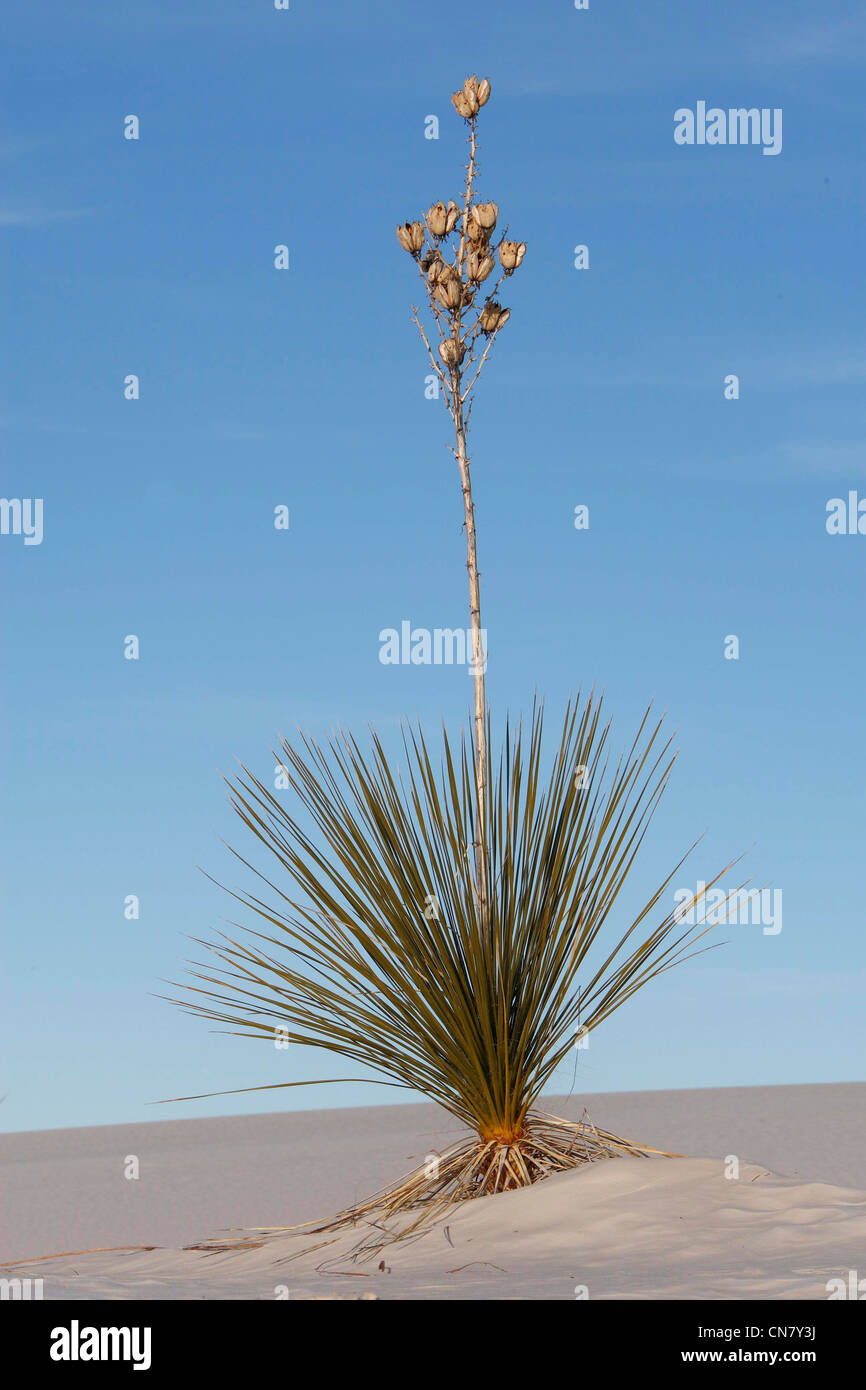 United States, New Mexico, Gypsum Desert, White Sands National Monument ...