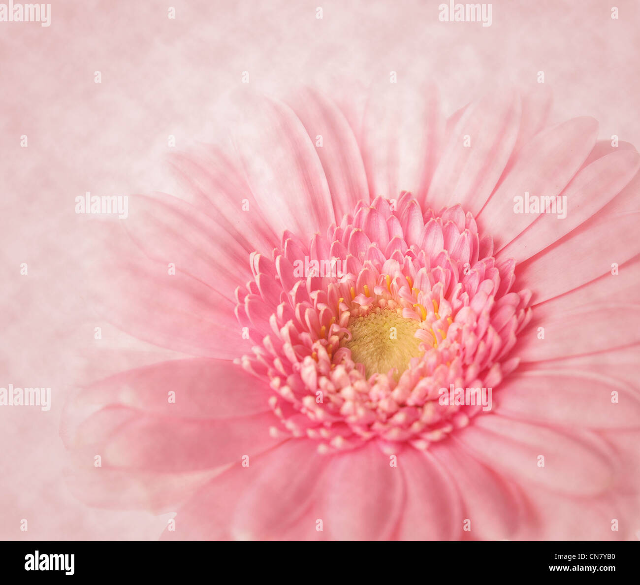 Pink Gerbera with soft texture Stock Photo - Alamy