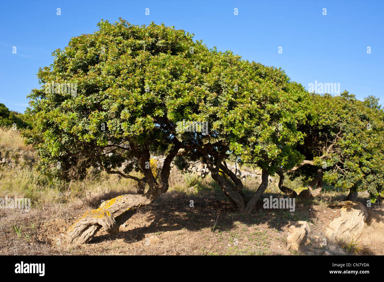 Mastic tree hi-res stock photography and images - Alamy