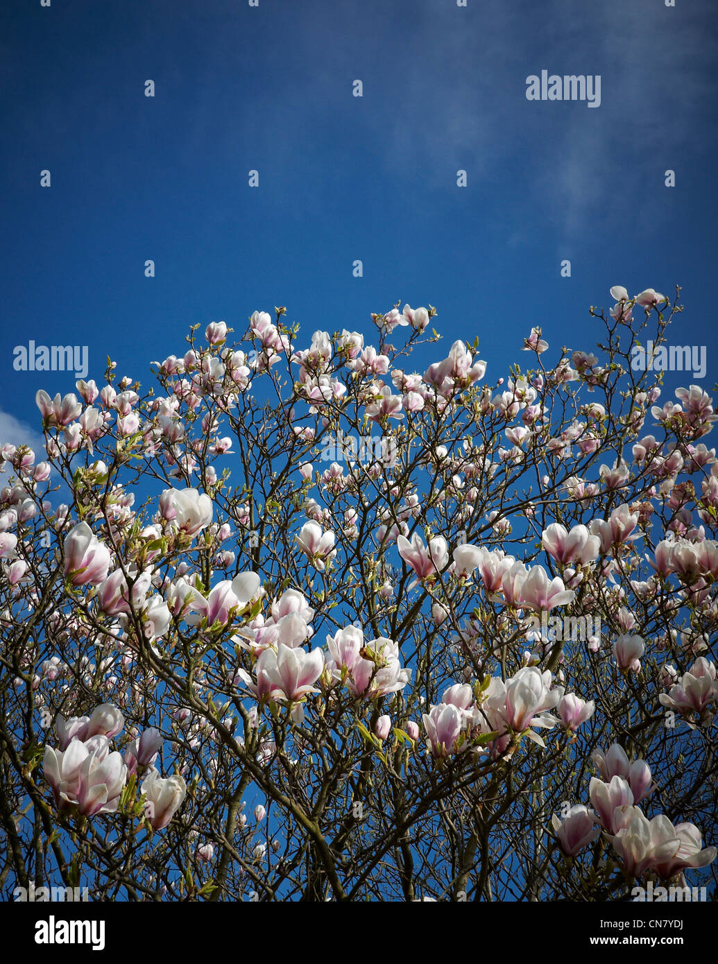 Magnolia in spring with blue sky Stock Photo - Alamy