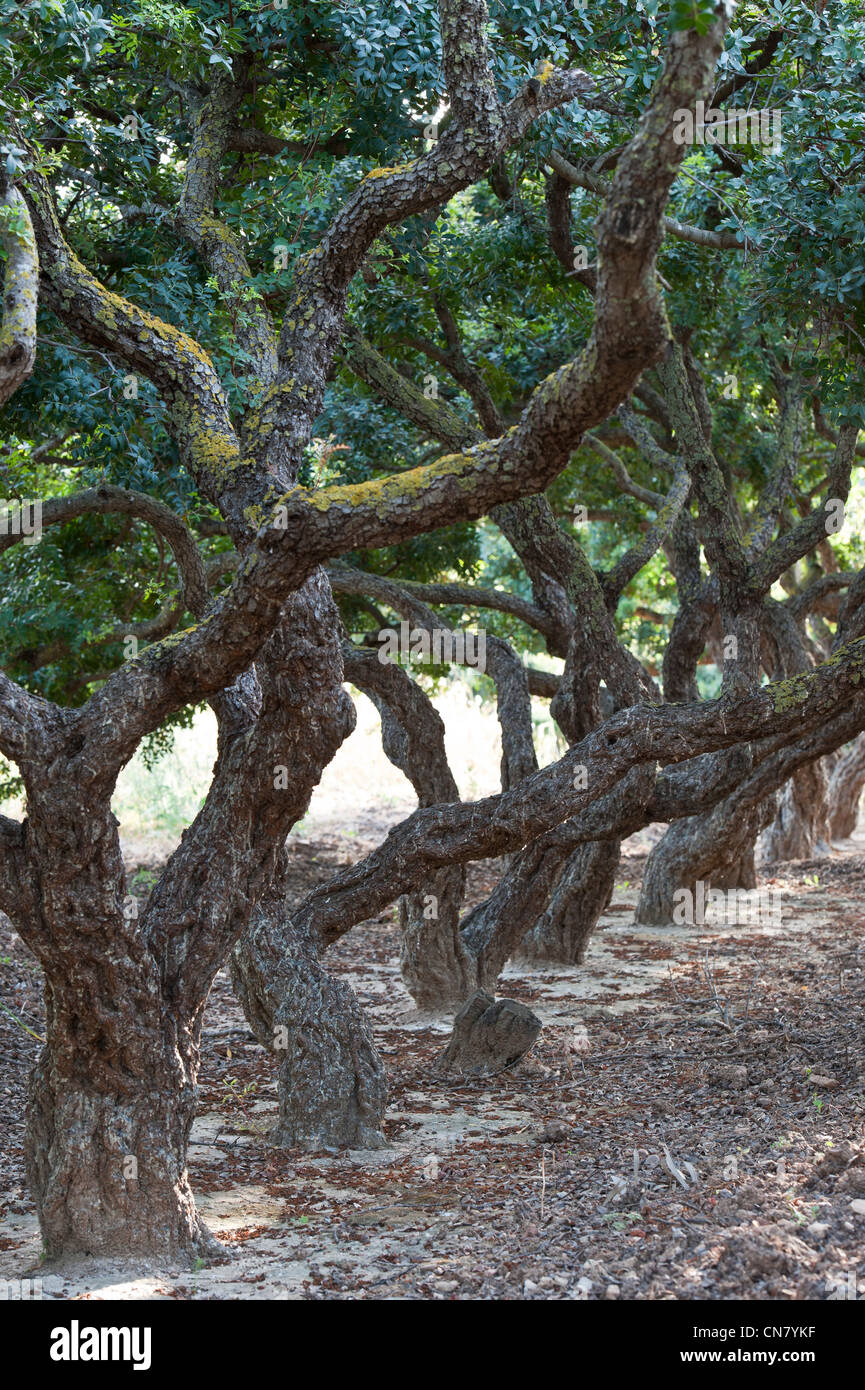 Chios mastic tree hi-res stock photography and images - Alamy