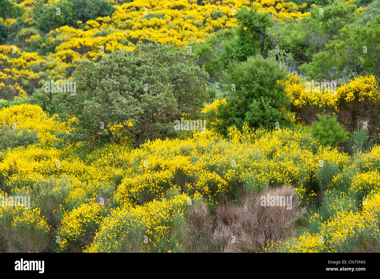 Vegetation Green Greece High Resolution Stock Photography and Images ...