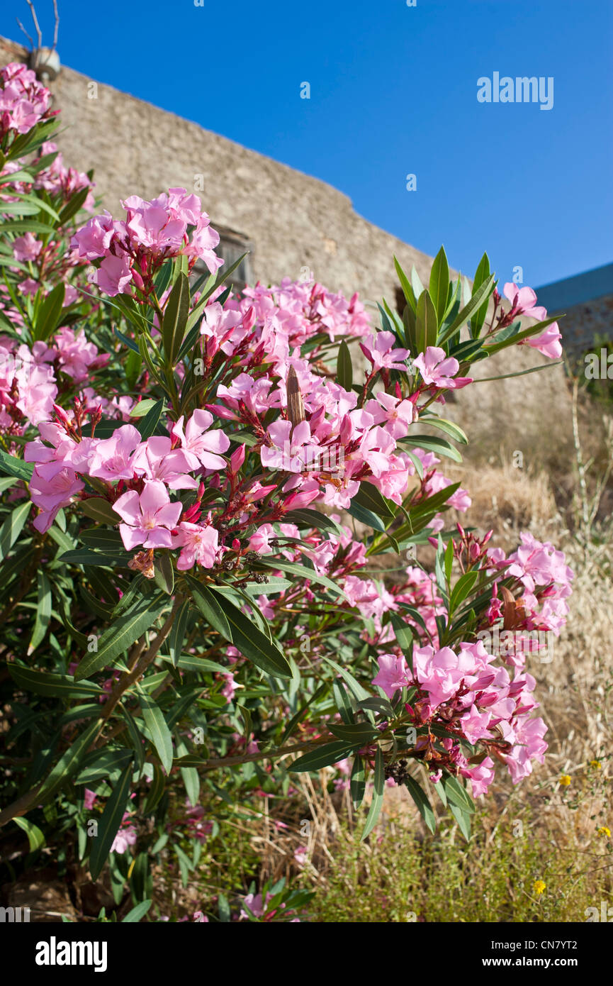 Greece, Chios Island, the picturesque village of Volissos topped by a ...