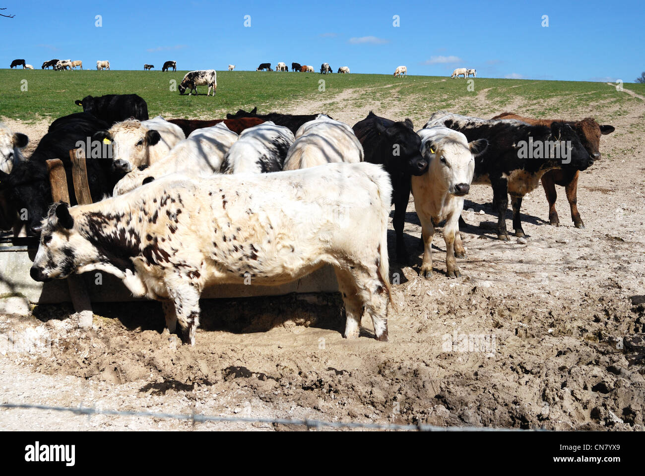 Muddy cow hi-res stock photography and images - Alamy