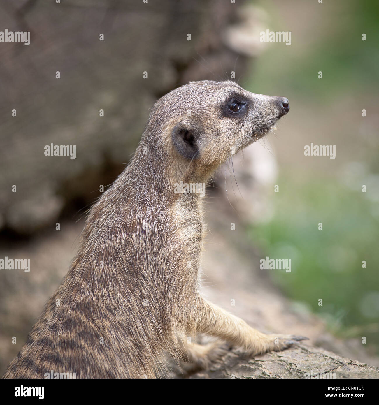 watchful meerkat standing guard Stock Photo - Alamy