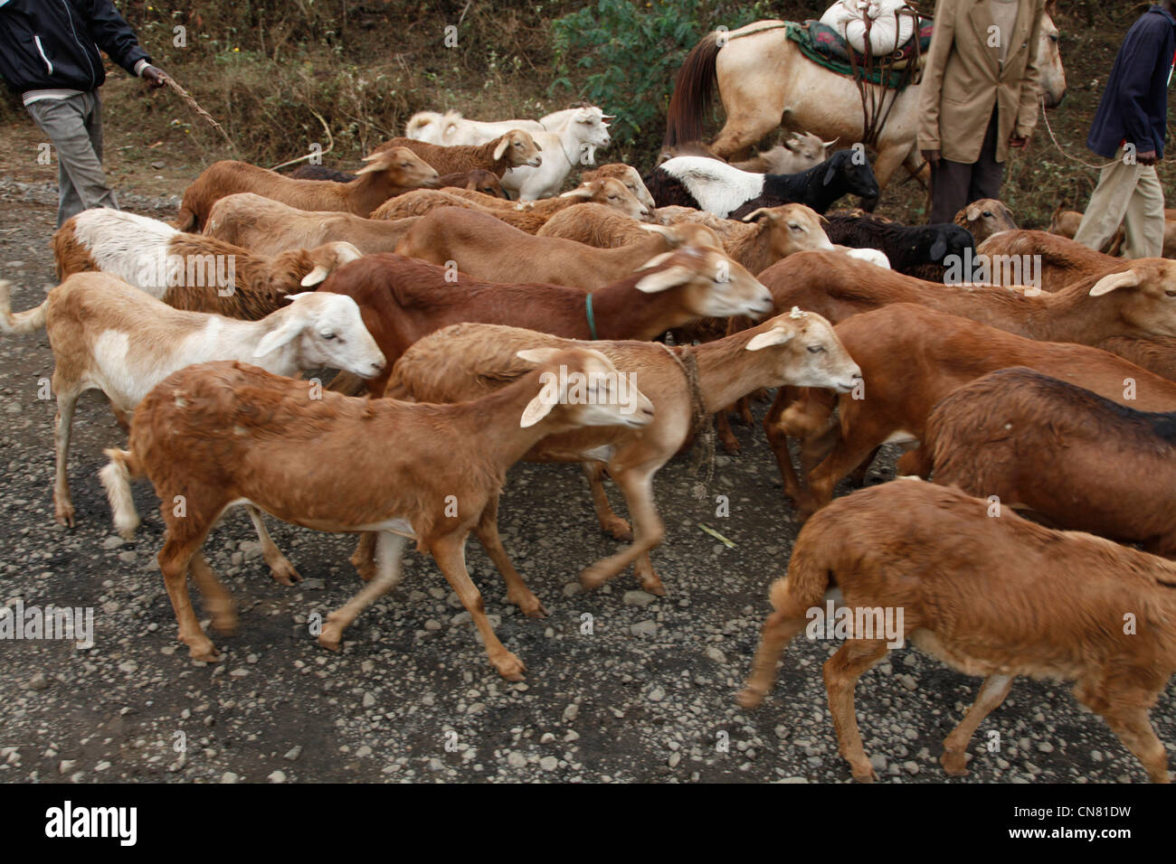 Goats and lambs being taken to market in the Rift Valley, Ethiopia ...