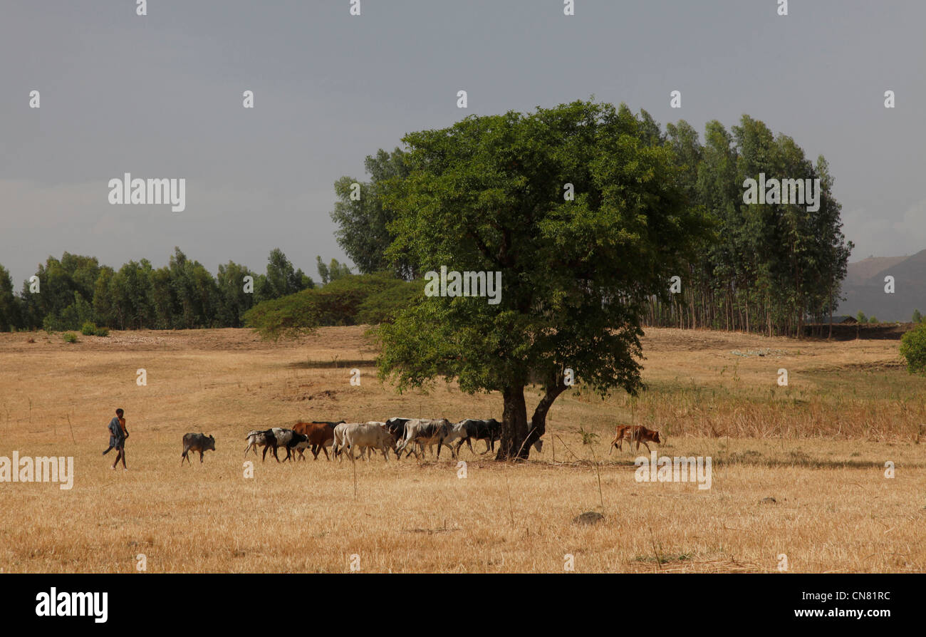 Shepherd with cattle in the Meket mountains, near the Rift Valley, in ...