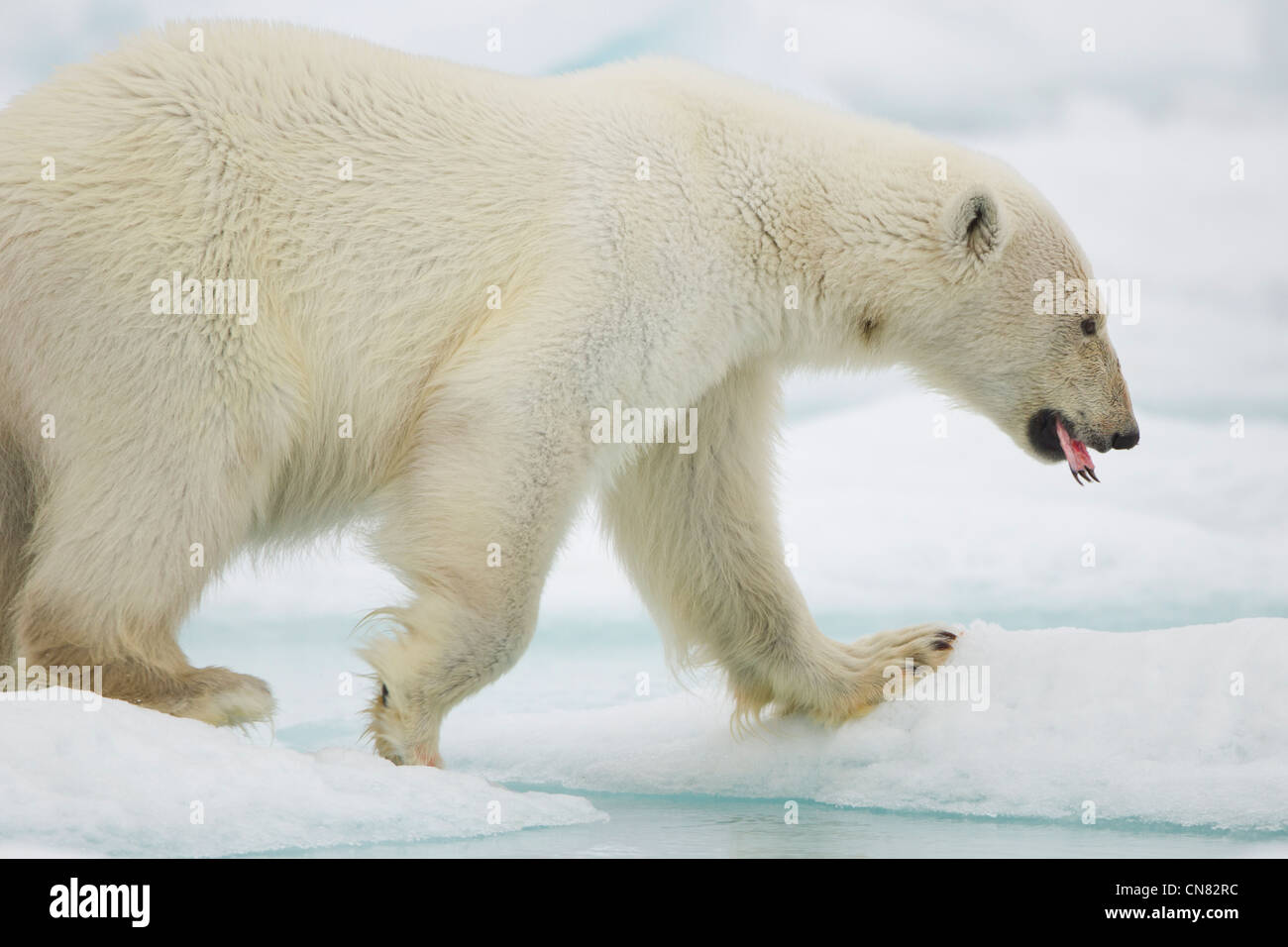 Seals paw hi-res stock photography and images - Alamy