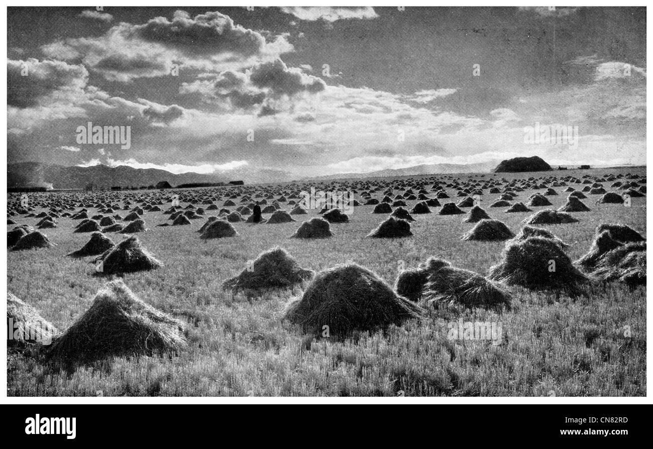 U s wheat Black and White Stock Photos & Images - Alamy