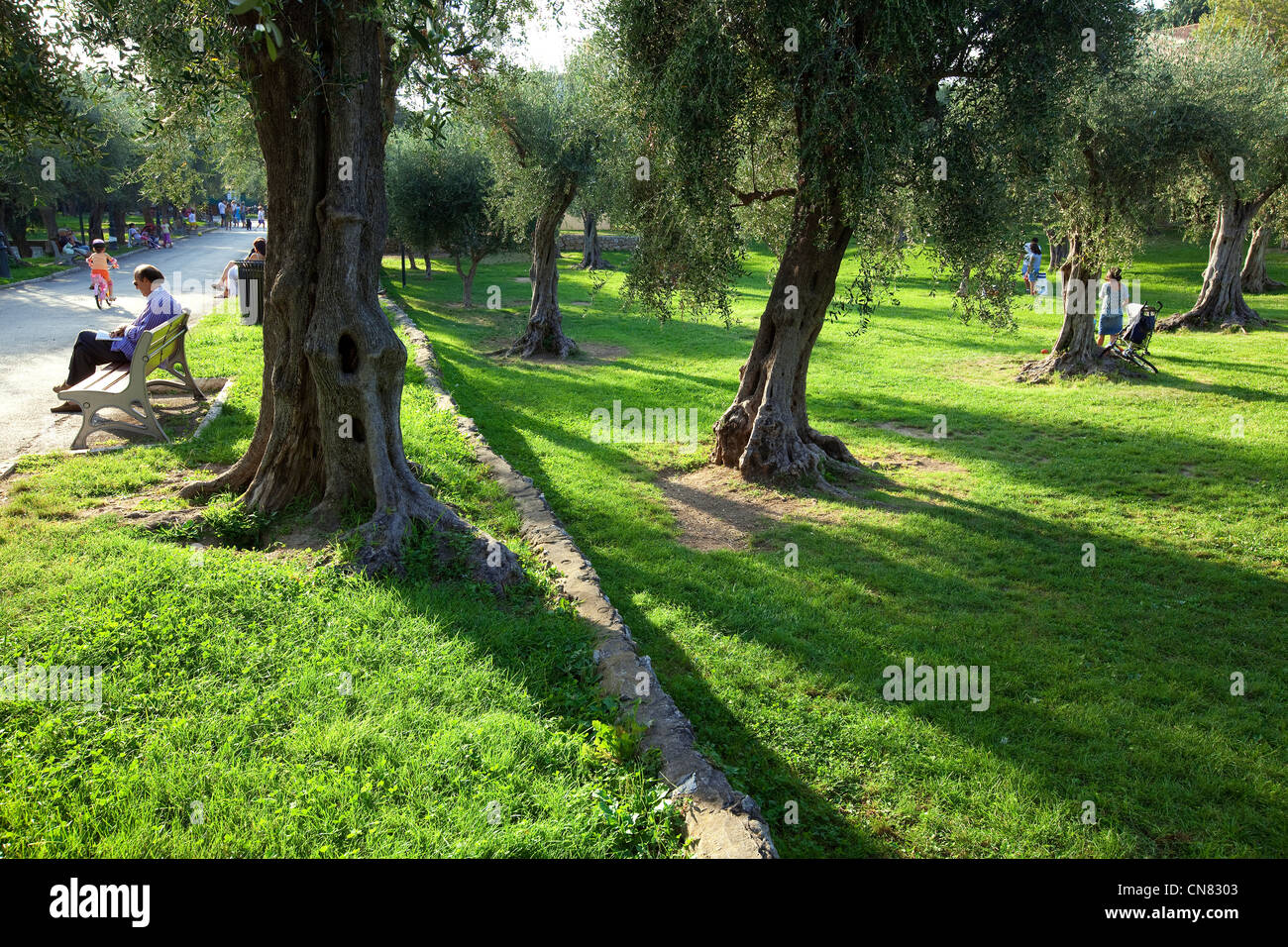 France, Alpes Maritimes, Nice, district of Cimiez Hill, olive grove in ...