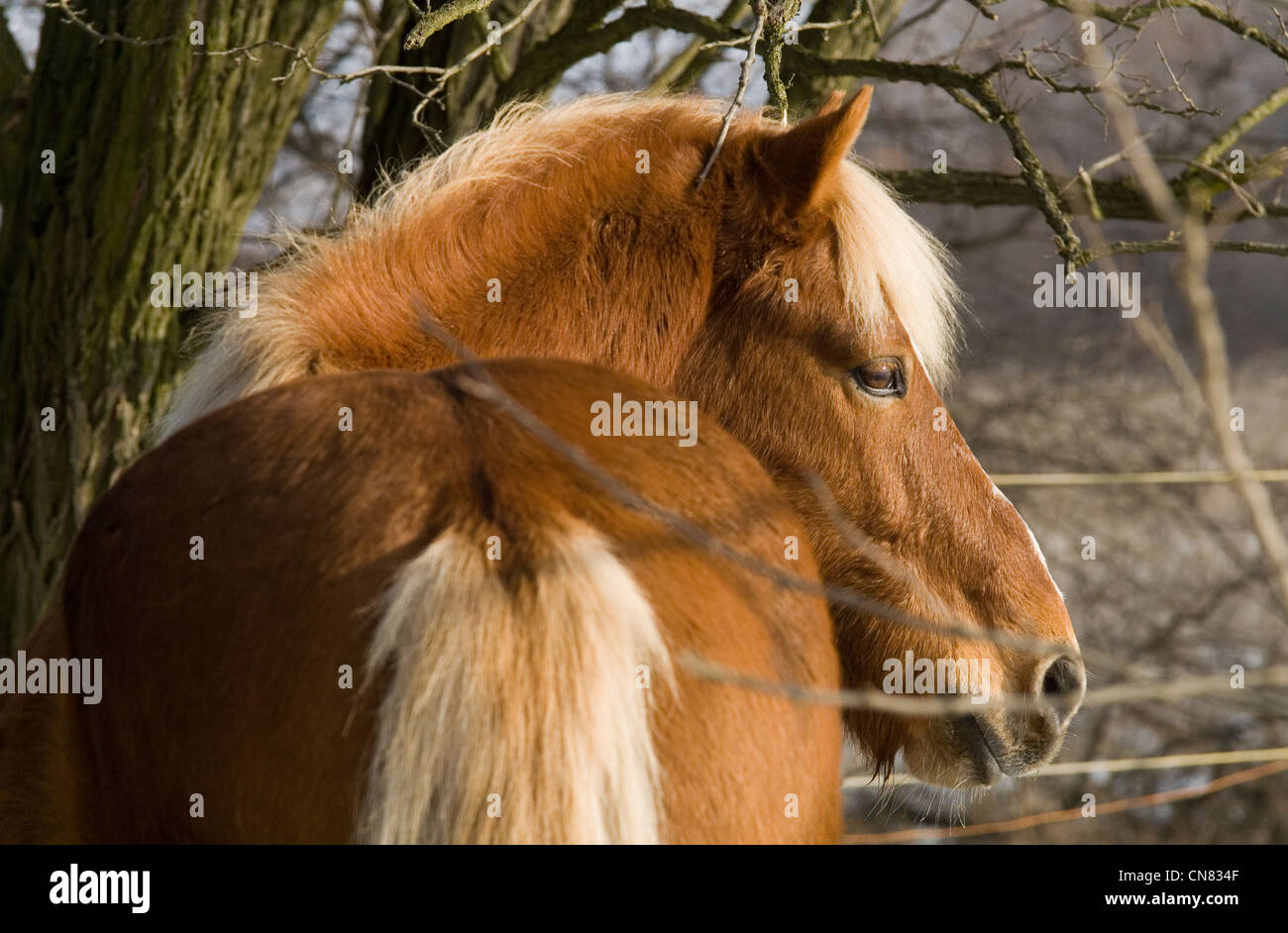 colt, horse, farm, mammal, animal, nature, mare, foal, stallion, brown ...