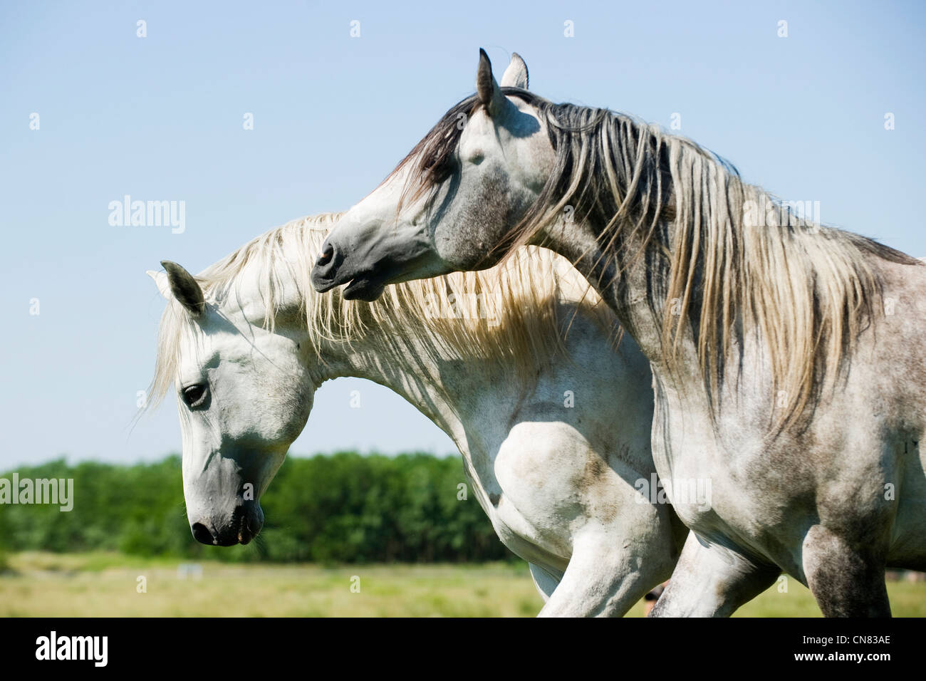 colt, horse, farm, mammal, animal, nature, mare, foal, stallion, brown ...