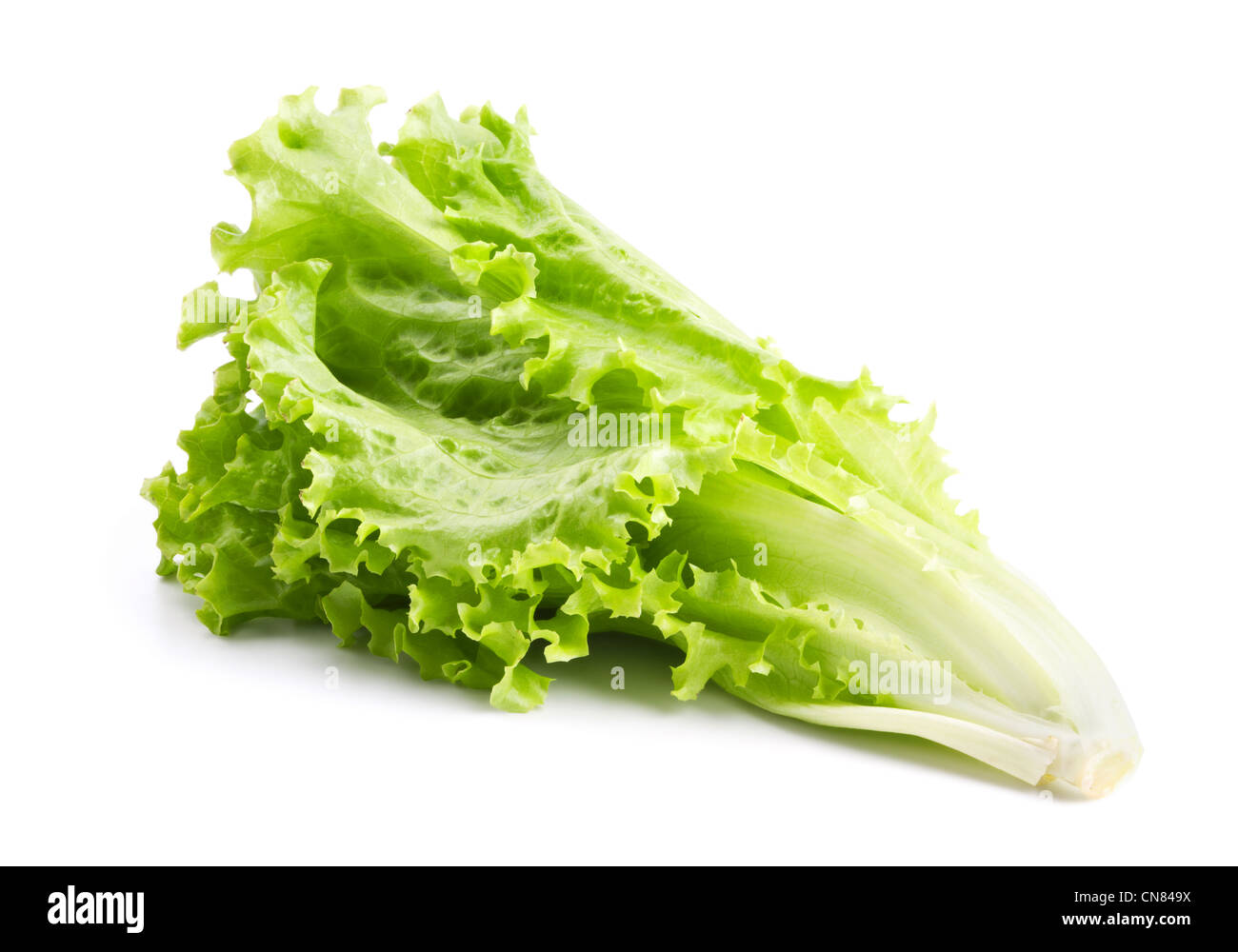 Background Green Leaf Lettuce