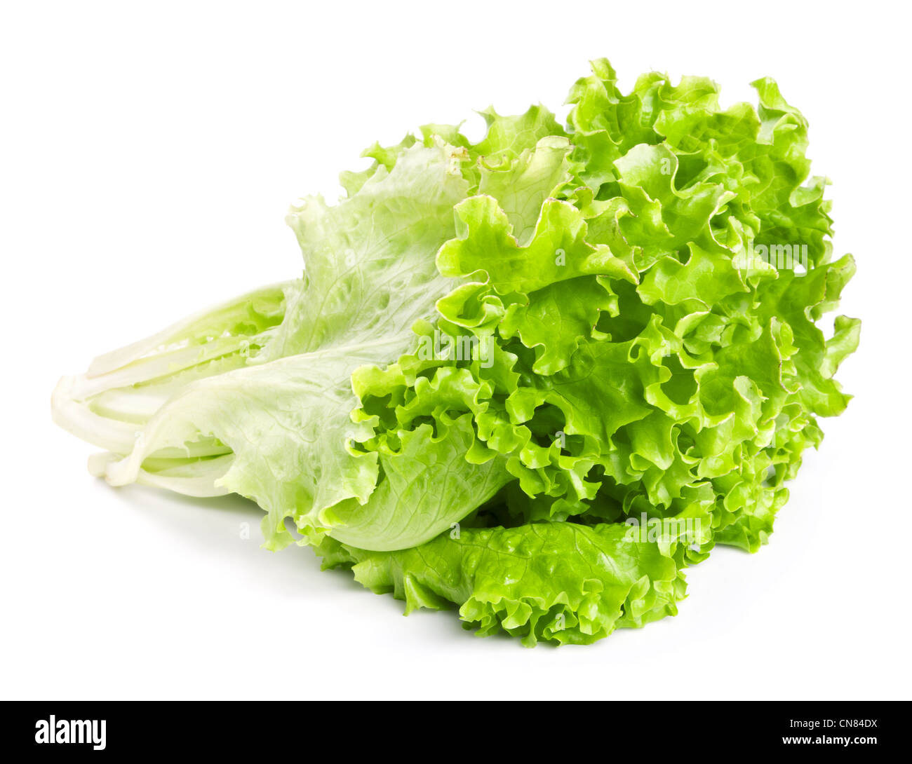 Background Green Leaf Lettuce