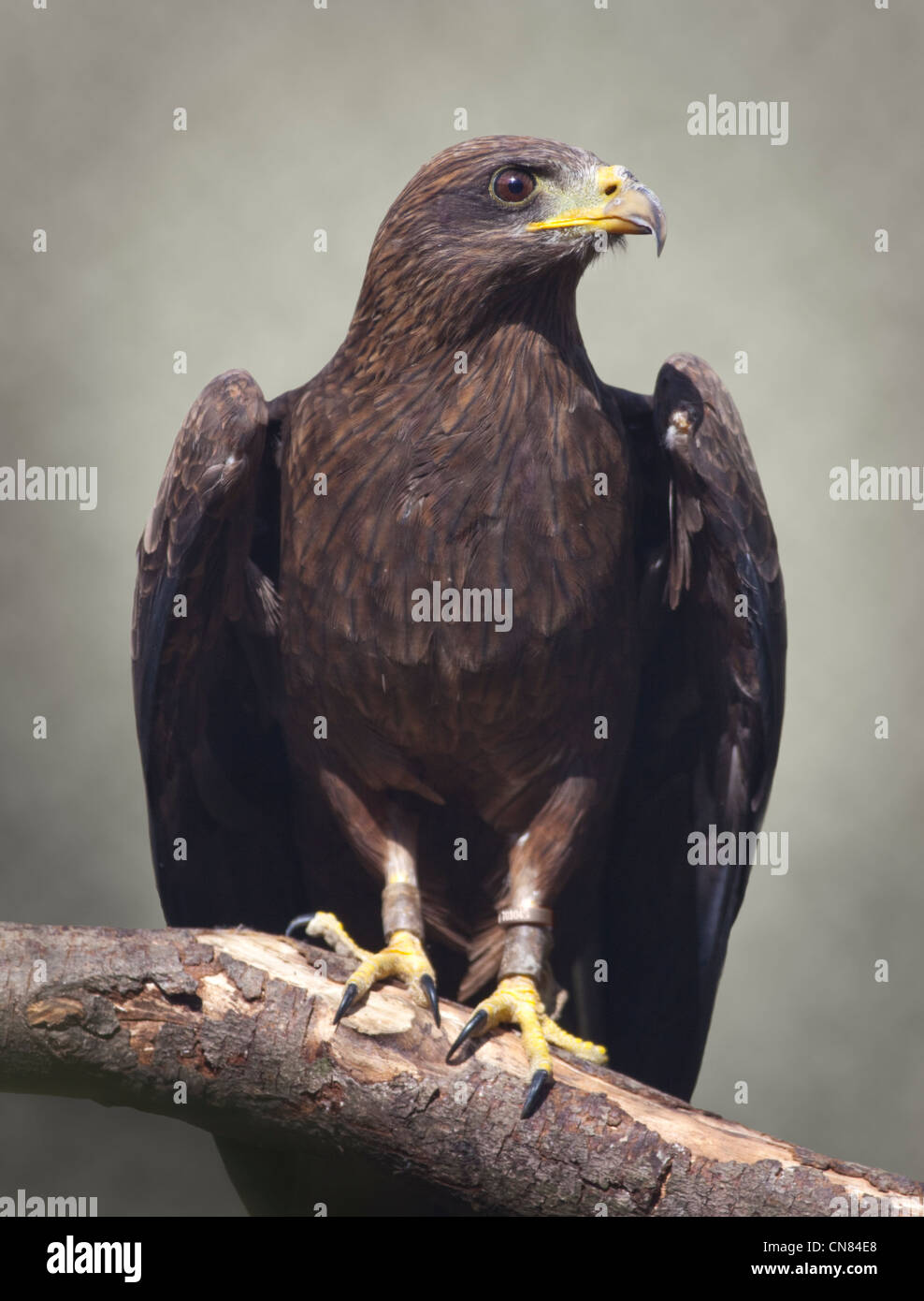 Yellow Billed Kite (milvus aegyptius Stock Photo - Alamy