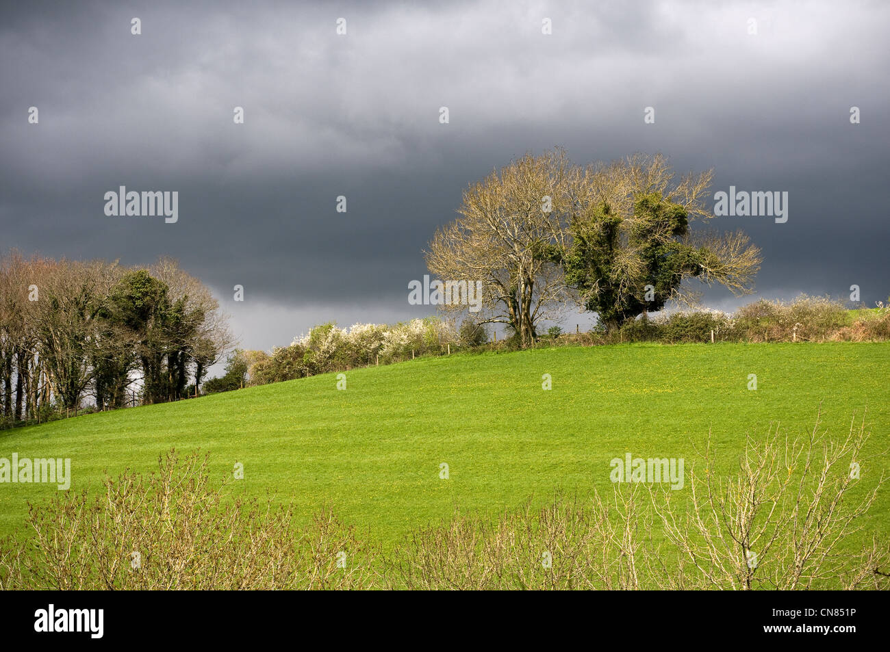 Devon fields and hedgerows,greenway,devon,Devon field, field boundary ...