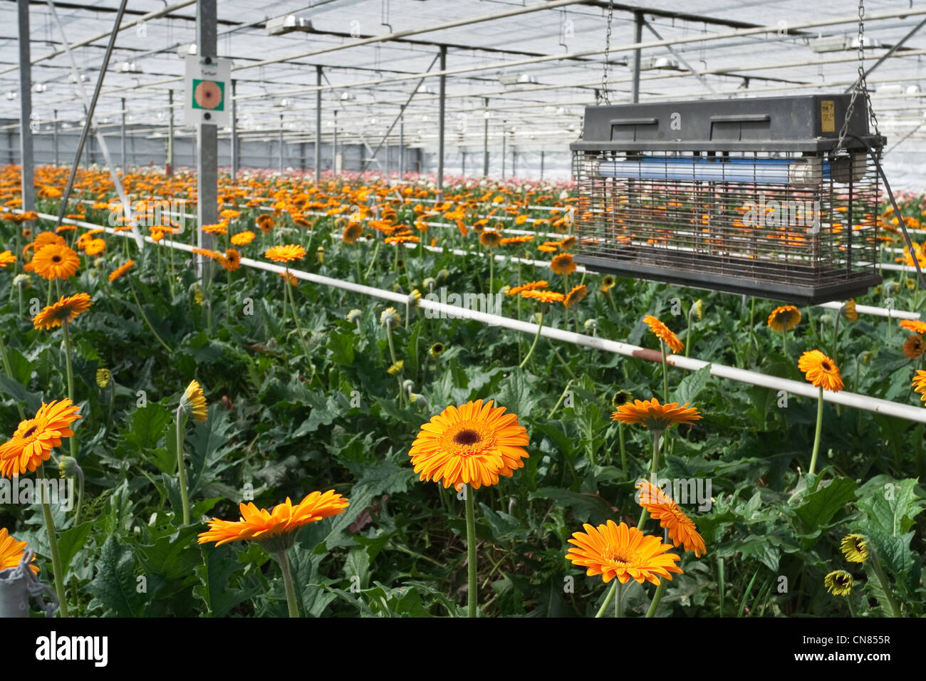Growing gerbera flowers in a greenhouse Stock Photo - Alamy