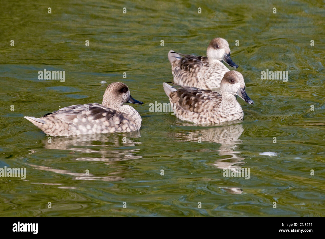 Marbled teals hi-res stock photography and images - Alamy