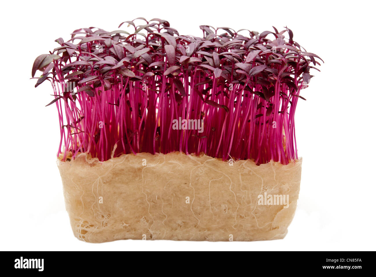 Scarlet cress hi-res stock photography and images - Alamy