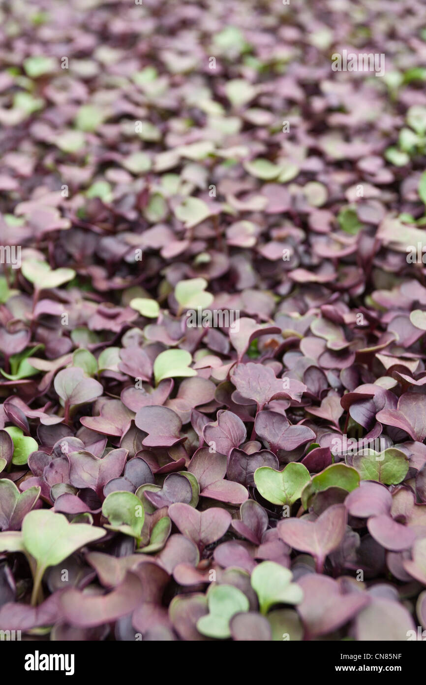 Sakura Cress High Resolution Stock Photography and Images - Alamy
