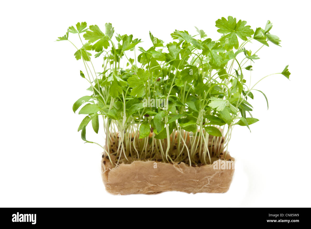 Cress cutout hi-res stock photography and images - Alamy
